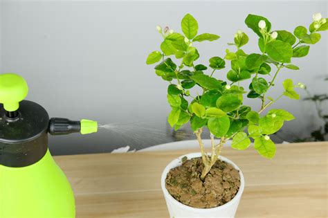 茉莉叶子干枯怎么办 花百科