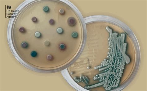 What Is Candidozyma Auris Fungal Pathogen And Emerging Global Health