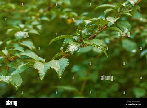 Viburnum Farreri Leaf Texture Leaves Viburnum Fragrant Texture Background Nature Background