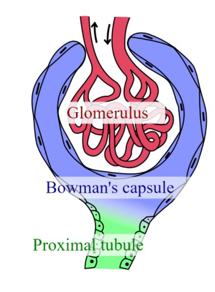 Number Of Mitochondria Is Maximum In Part Of Uriniferous Tubule A Pct B Loop Of Henle C Dct D