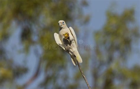 Little Corella Eating A Small Melon Perched On A Branch Stock Image
