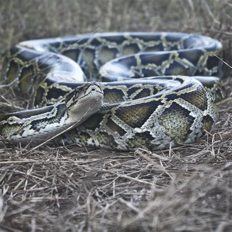 An Invasive Burmese Python In The Florida Everglades As Raillietiella
