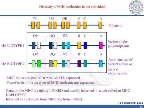 General Organization And Inheritance Of Mhc Pptx