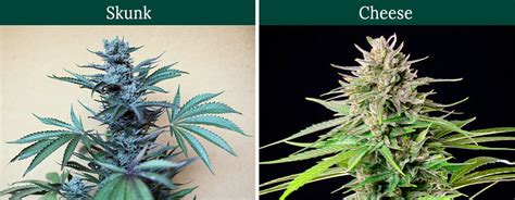 Discover The History Of Cheese Strains Royal Queen Seeds Uk