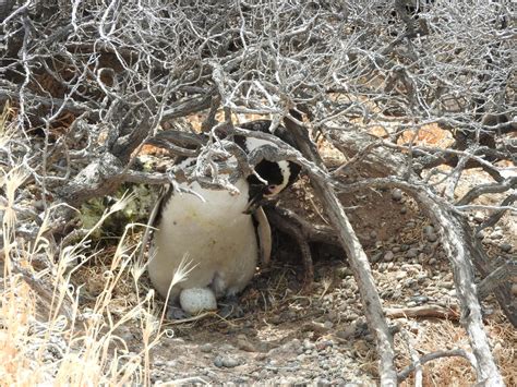 Mama O Papa Pingüino No Se Diferenciarlos Cuando El Peque No Nato En