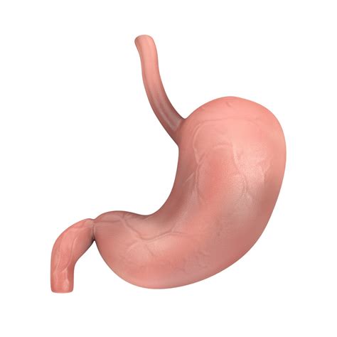 Human Stomach Anatomy Internal Organ 3d Model Turbosquid 1920736