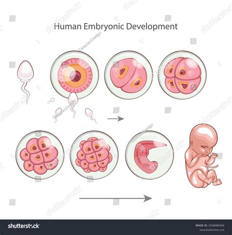 Human Embryonic Development Embryo Development Stages Stock Vector