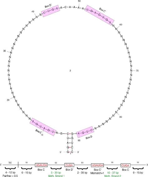Upper Secondary Structure Of A C D Box Snorna The Nucleotides In Download Scientific Diagram