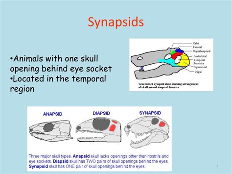 Ppt Kingdom Animalia Phylum Chordata Subphylum Vertebrata Class