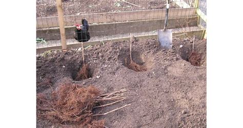 Засаждане на малини Български Фермер