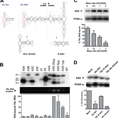 Apobec3g Binds 7sl Rna A Predicted Secondary Structure Of Alu And 7sl Download Scientific