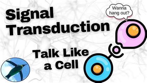 Signal Transduction YouTube