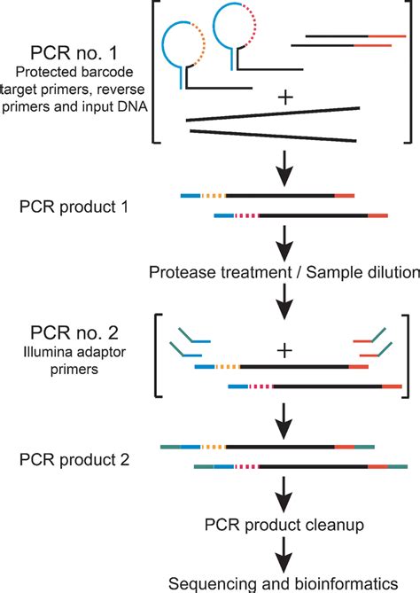 Schematic Library Construction Workflow In The First Pcr Consisting Of Download Scientific