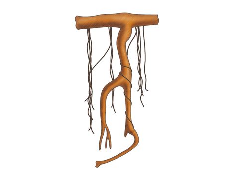 d source banyan tree letterforms transformations d source digital