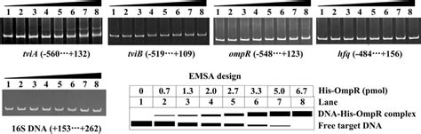 Dna Binding Assay The Promoter Dna Region Of Each Target Gene Was Download Scientific Diagram