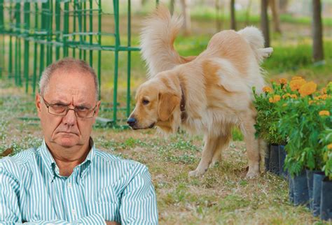 Comment Empêcher Son Chien De Faire Pipi Sur Les Plantes Et Les Fleurs