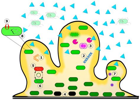 Encyclopedia Mdpi On Linkedin Bacterial Antimicrobial