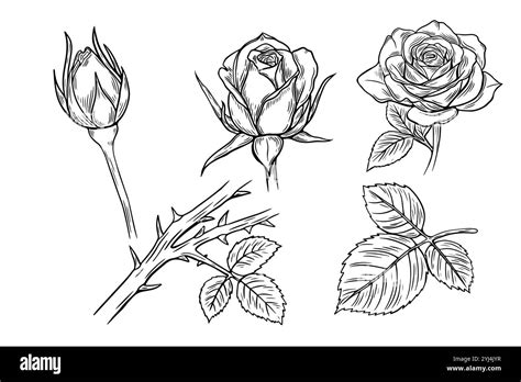 How To Draw A Rose Thorn Out