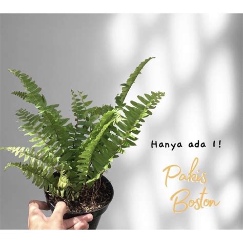 Jual Tanaman Hias Pakis Bostonpakis Kelabang Shopee Indonesia