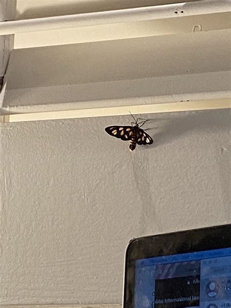 What Is This Insect Scrolller