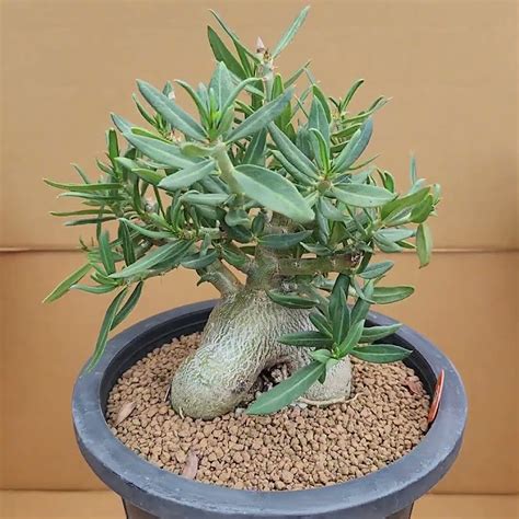 비스피노숨 파키포디움 희귀식물 가장 많은 엑스플랜트 Kr 아프리카식물 코덱스식물 괴근식물 희귀다육 선인장 코덱스 Xplant Youtube