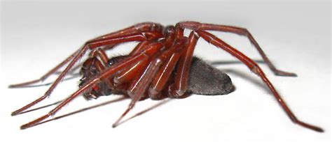 Hacklemesh Weaver Callobius Bugguidenet