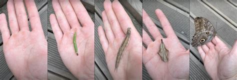 Lifecycle Of A Giant Owl Butterfly Captured On Human Hand Borninspace
