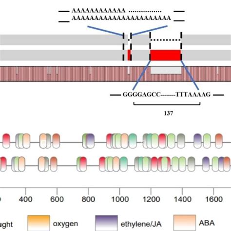 Variation In Transcript Levels Of Linalool Synthase Genes And In Coding Download Scientific