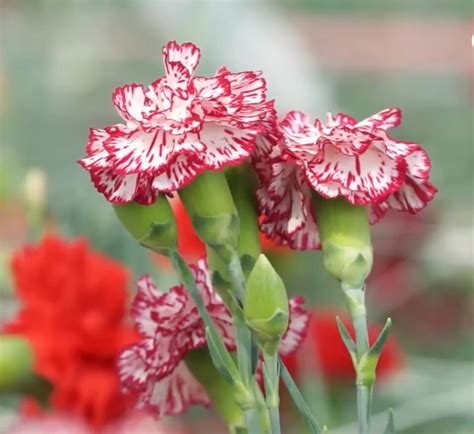 라일락 향기에 취하고 장미 작약 미모에 설레고