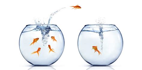 Migrating From Salesforce To Zoho Essential Tips ZBrains