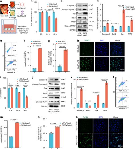 滑膜成纤维细胞衍生的小细胞外囊泡 Mirna15 29148 促进类风湿性关节炎关节软骨细胞凋亡 Bone Research X Mol