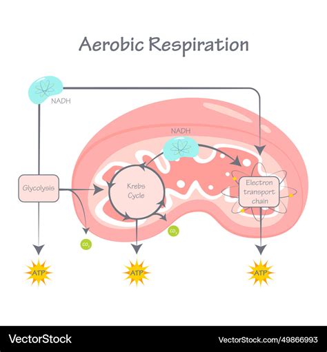 Cellular Respiration Mitochondria Diagram