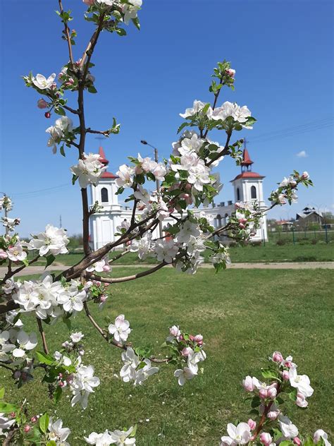 Парафія Парафія Успіння Пресвятої Діви Марії у м Вараш
