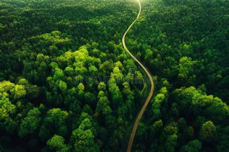 Aerial View Of Green Forest 3d Visualization Natural Landscape Bird S Eye View A Road Cutting