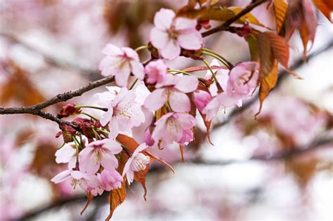 사쿠라 나무 클로즈업의 피는 가지 정원이나 공원에 분홍색 꽃잎이있는 야생 벚꽃 0명에 대한 스톡 사진 및 기타 이미지 0명 겹벚꽃나무 계절 Istock