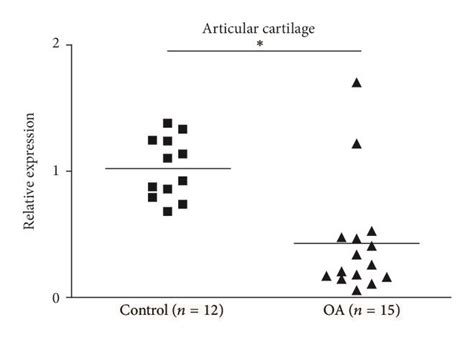 Ampk Expression Relative Gene Expression In A Articular Cartilages