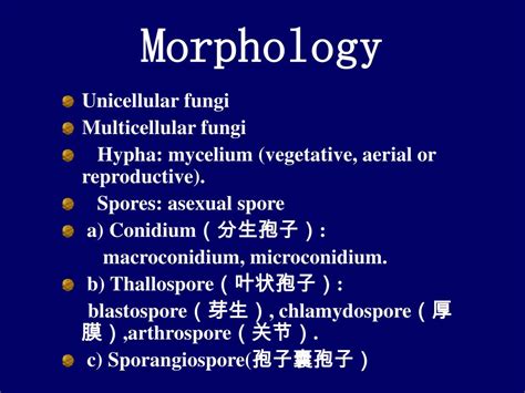 Ppt Mycology Powerpoint Presentation Free Download Id 5369042