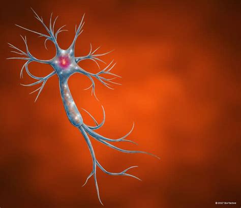 Cholinergic Neuronal Markers Randd Systems