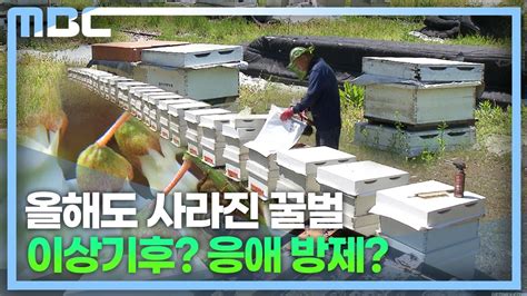 사라진 꿀벌 47억 마리 왜 사라졌나 2023 4 30 뉴스데스크 Mbc경남 Youtube