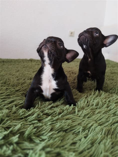 Французские бульдоги