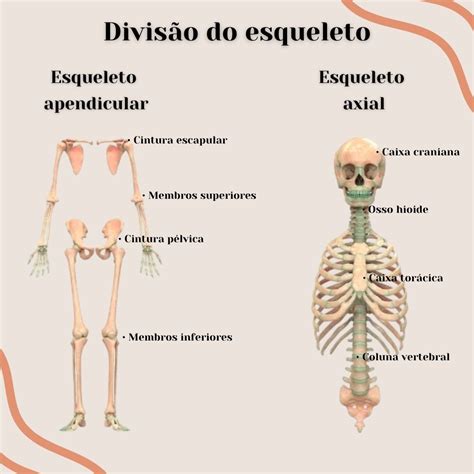 Anatomiafavorita On Instagram O Esqueleto Humano é Dividido Em Duas