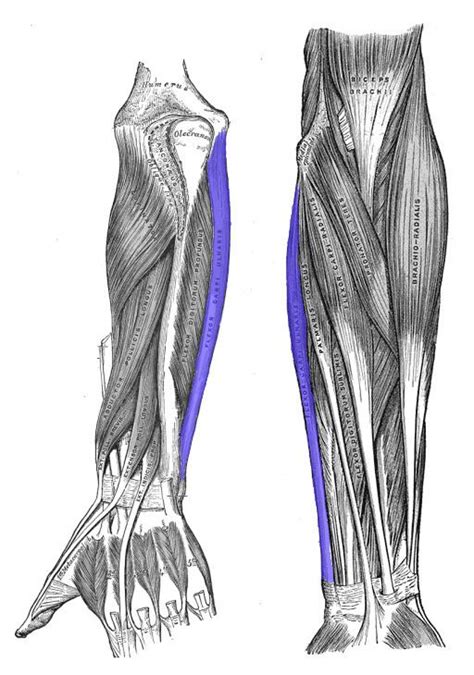 Flexor Carpi Ulnaris Muscle Alchetron The Free Social Encyclopedia