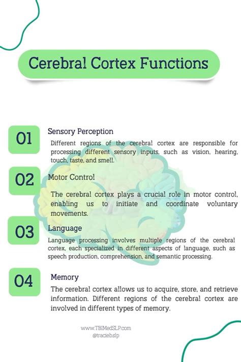 Cerebral Cortex Function And Purpose — Tbi Medslp