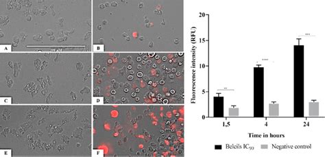 Images 20x Obtained From Evos Fl Cell Imaging System Showing The