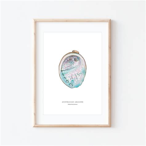 Australian Abalone Shell Watercolour Painting Brd Prints