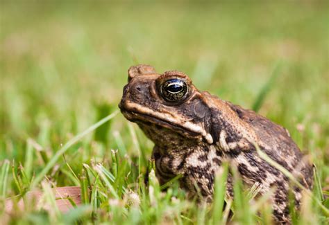 Cane Toads Have Adapted To Our Climate Australian Geographic
