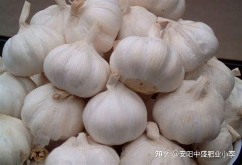 大蒜什么时间追肥合适，大蒜追肥用什么肥料？ 知乎