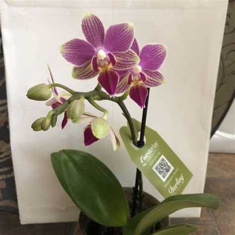 Fragrant Mottled Leaf Phals Trader Joes California And Ca Adjacent P