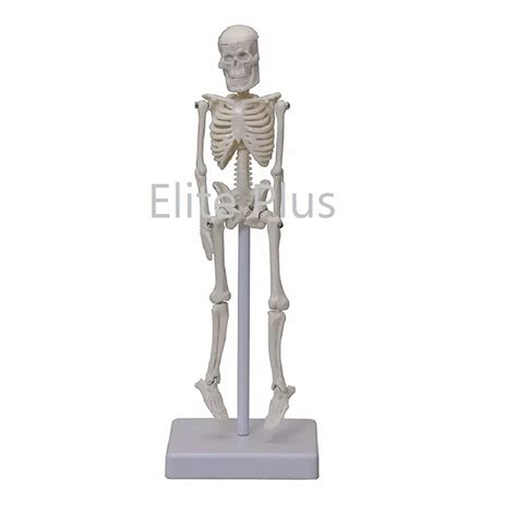 Sk046 Mini Skeleton At ₹ 1400 Piece Human Skeleton In Pune Id 2852147099548