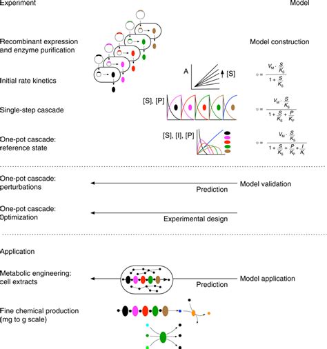 Strategy For Computational Pathway Design Using An Iterative Download Scientific Diagram